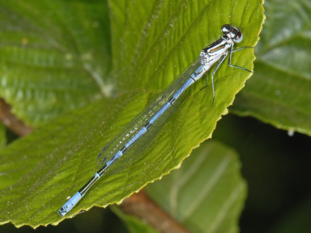 Coenagrion puella, Azure Damselfly